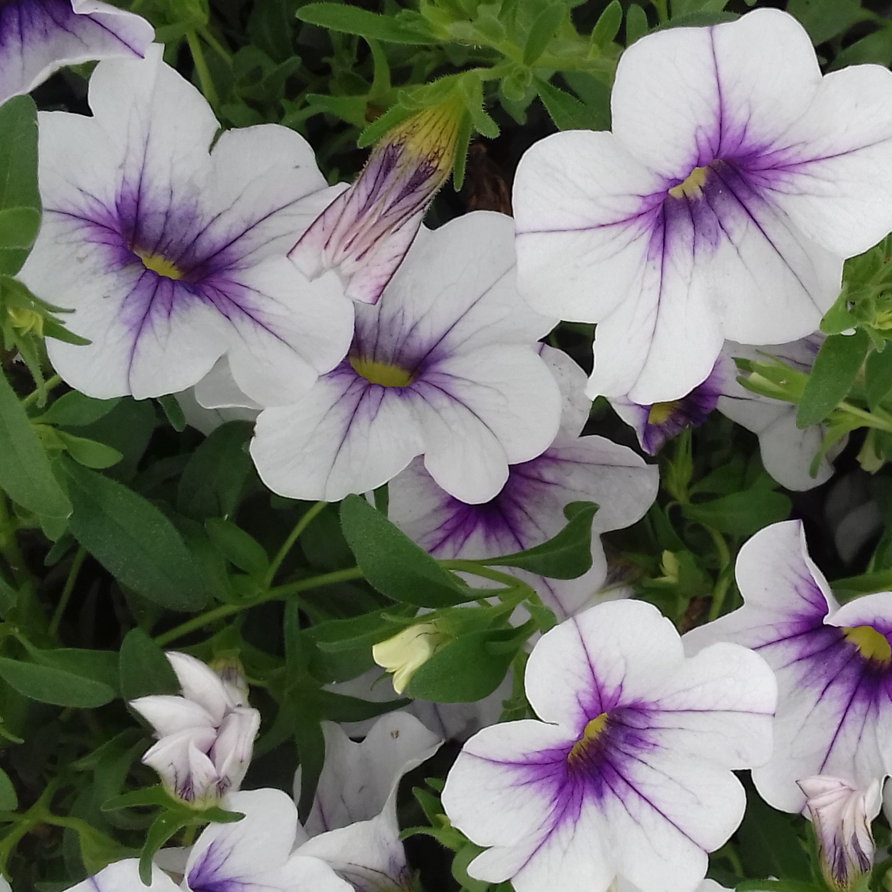Calibrachoa Light Blue | Balkonovky |Zahradnictví Franc