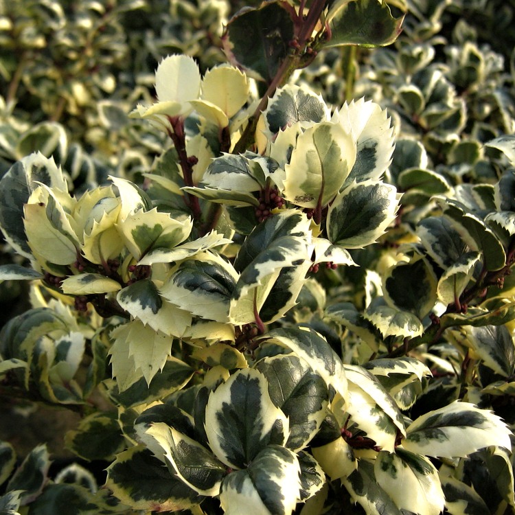 ilex casanova