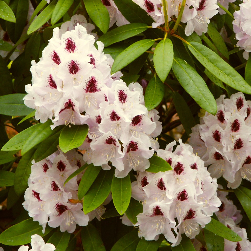 Rhododendron hybridum Calsap | Rhododendrony a další vřesovištní ...